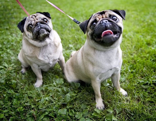 Tänään tv:ssä: Oletko varakas? Koirasi on silloin mopsi