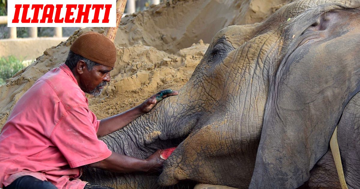 17-vuotias norsu menehtyi pitkän kamppailun jälkeen eläintarhassa Pakistanissa