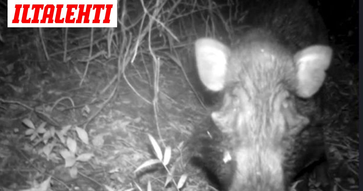 Maailman rumin sika tallentui kameralle - luultiin jo kuolleen sukupuuttoon