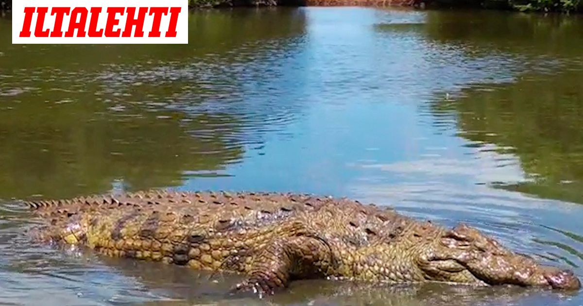 Krokotiili hyökkäsi riistakameran kimppuun Etelä-Afrikassa – videon ...