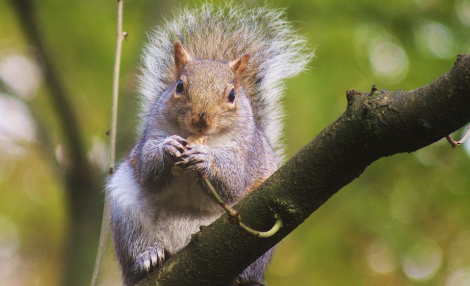 Orava vaiensi satoja vuosia moikaneet kirkonkellot