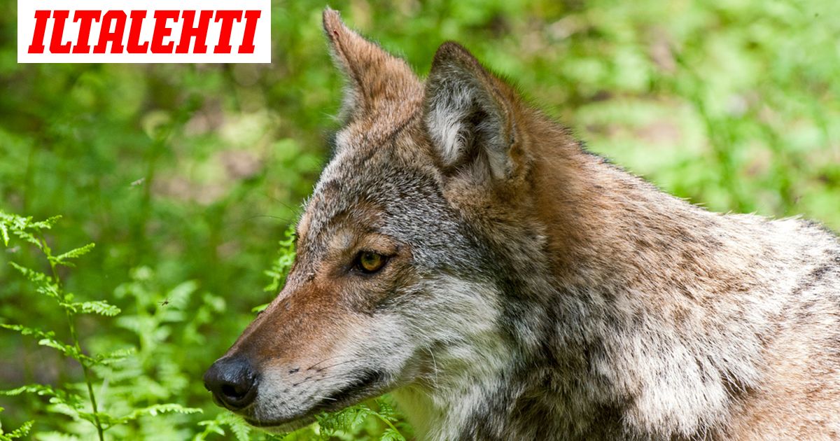 Luonto-Liitto kanteli suden metsästyksestä EU:lle