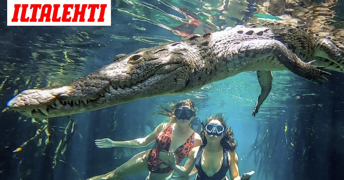 Valtava krokotiili ui kosketusetäisyydelle turisteista Meksikossa