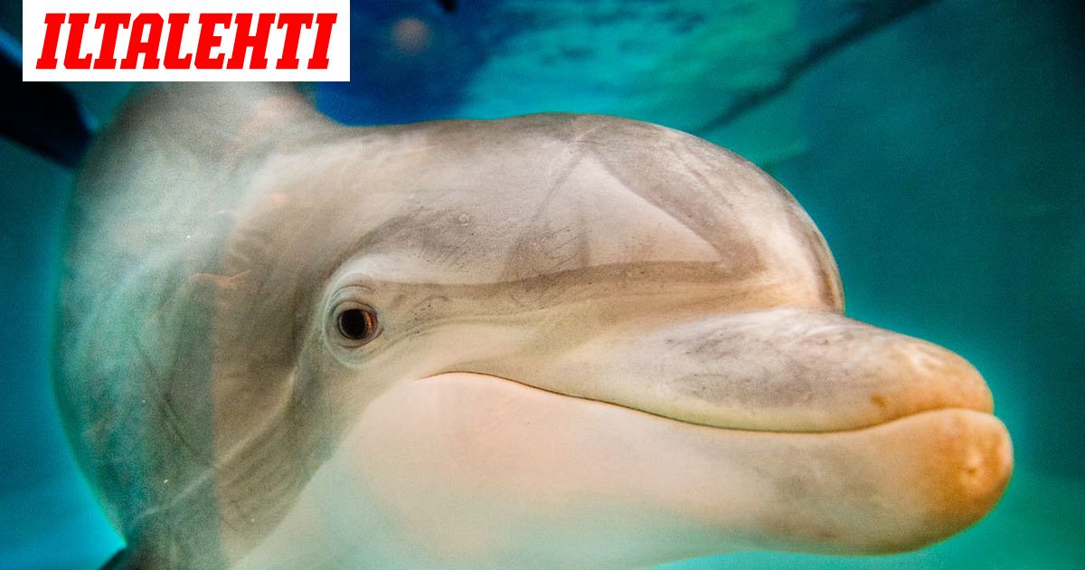 Särkänniemen delfiinit sanovat pian hyvästit Suomelle - delfinaario ...