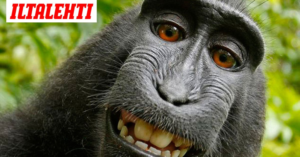 Apina otti selfien - nyt sille vaaditaan tekijänoikeuskorvauksia