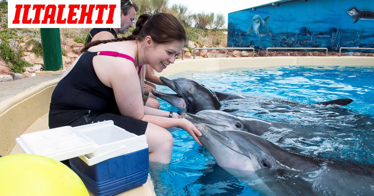 Kuvat: Särkänniemen delfiinit polskivat nyt Kreikassa - "Sopeutuminen ...