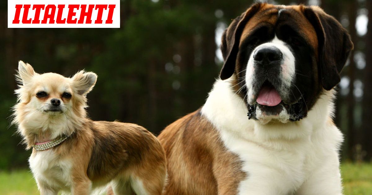 Iso koira kantaa pikkukoiraa kaikkialle