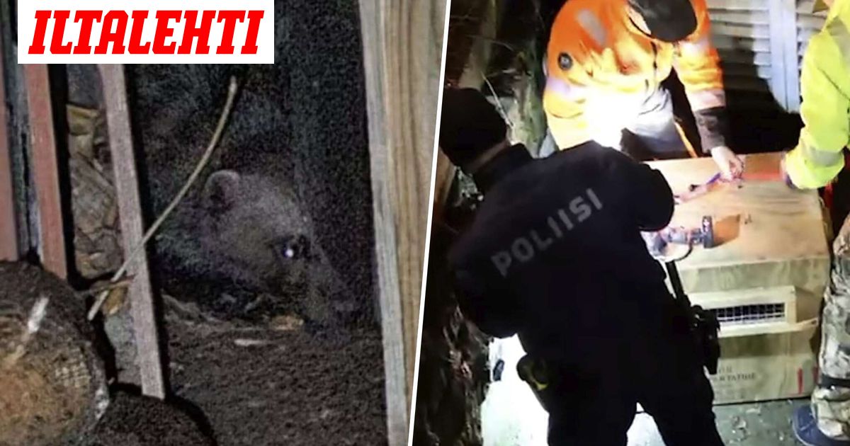 Turun ahma jäi satimeen – Tältä se näytti ja kuulosti