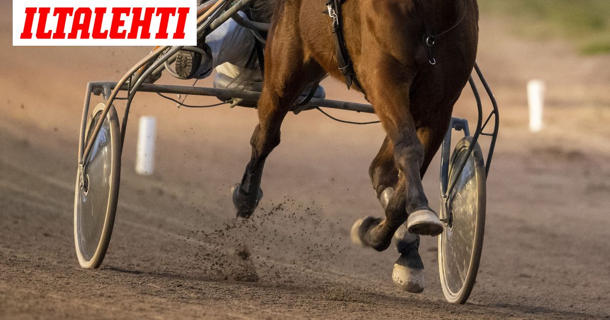Mikkelin 75-ravit peruttiin erikoisesta syystä