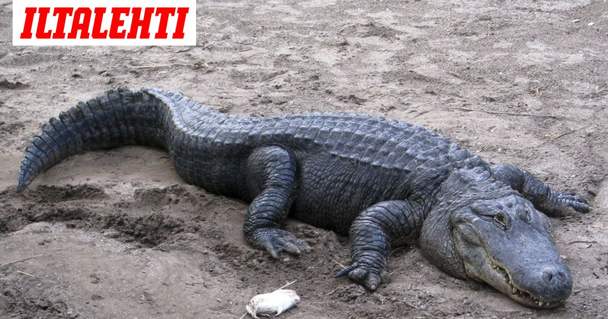 Krokotiili söi taas lapsen