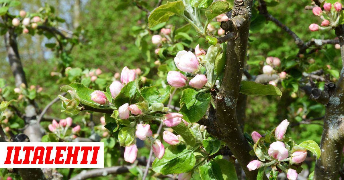 Helppo tapa suunnittella pieni piha - puu suojaa melulta