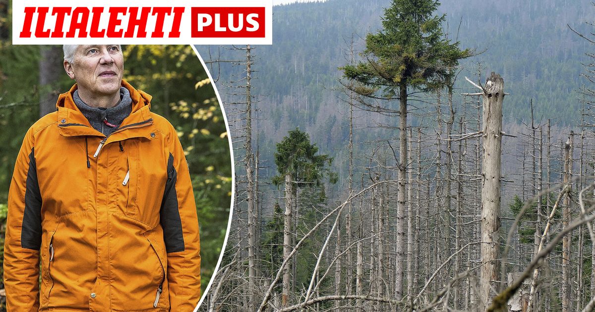 Timo Kujala on Suomen suurimpia metsänomistajia – Hänellä on synkkä ennustus muille ...