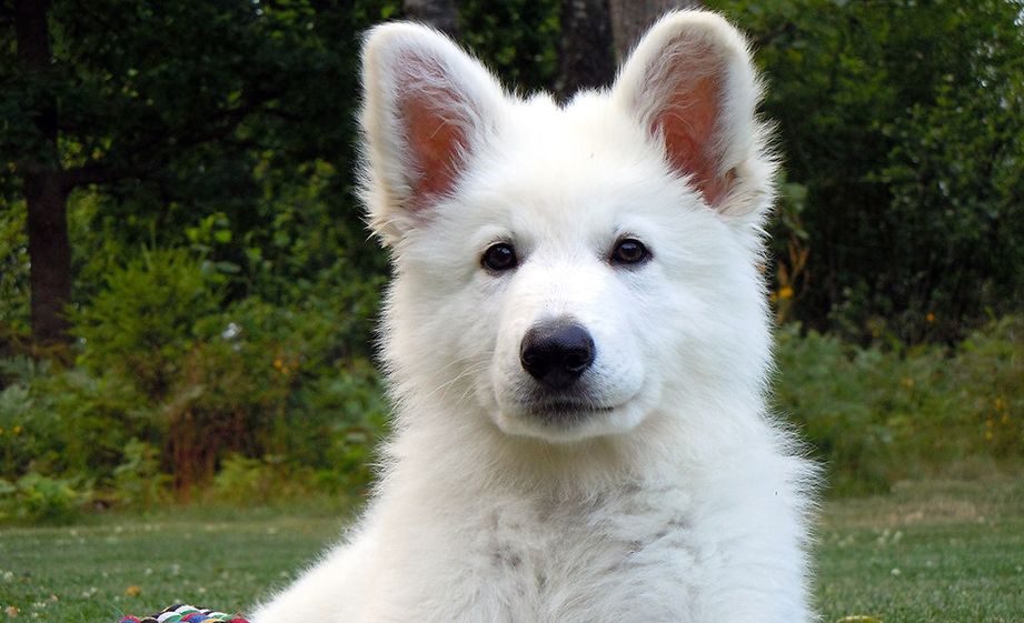 Koira seurasi Google Street View -autoa Japanissa - näkyy jokaisessa ...