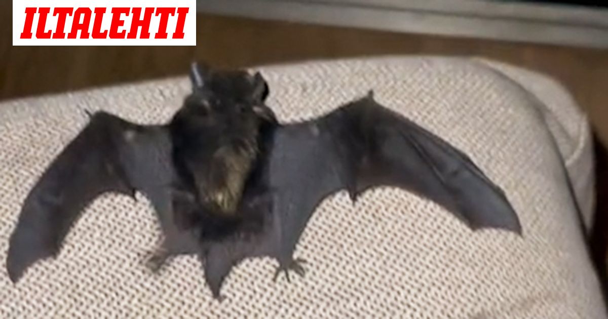 Kesy lepakko herätti Miikan aamuyöllä – Erikoinen tilanne videolla