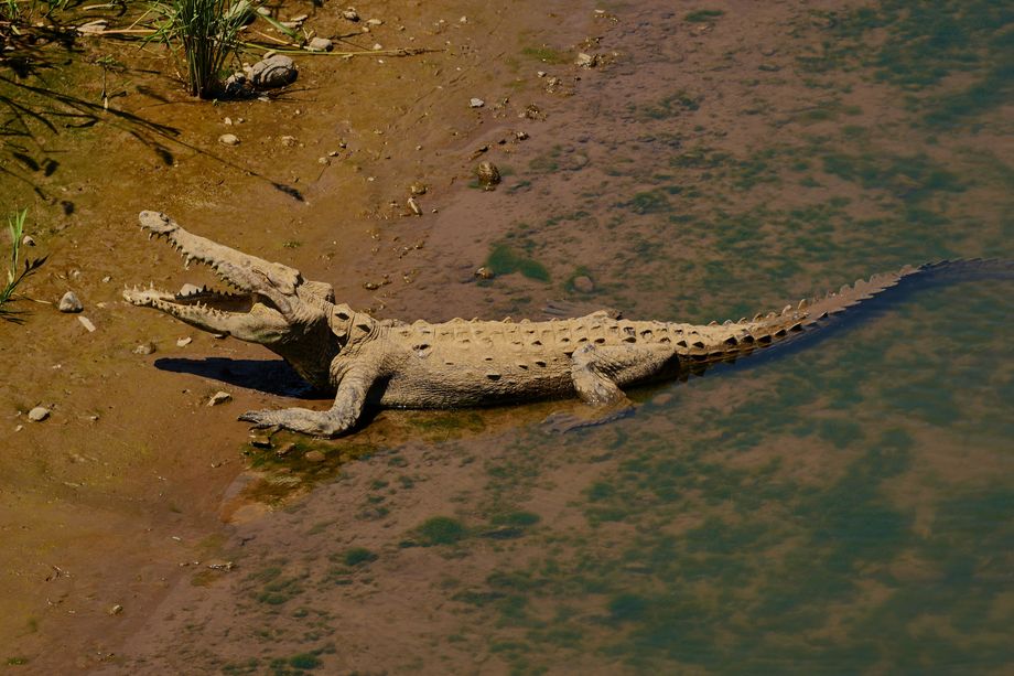 Krokotiili saattoi itsensä raskaaksi