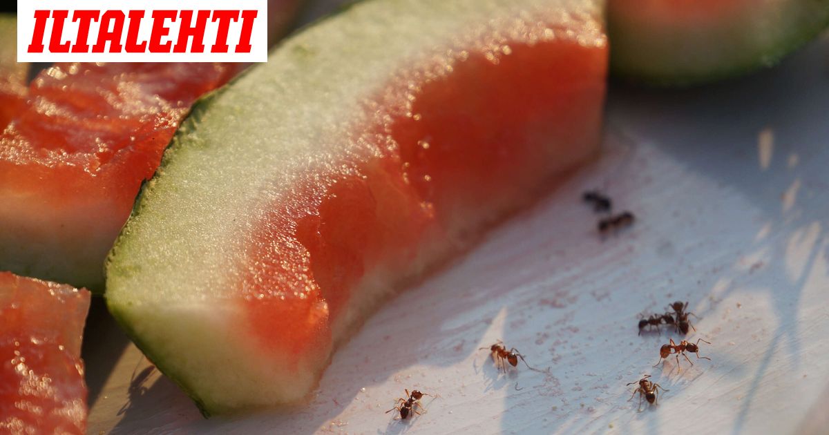 Tuliko muurahaisia sisälle? Keittiöstäsi voi löytyä helppo karkotuskonsti