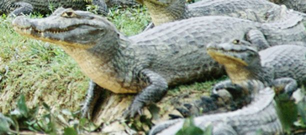 Kaimaani puri pikkutyttöä Ruotsissa