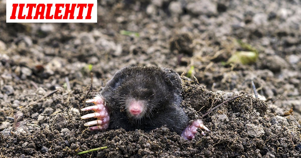 Maanalaisten olojen seuraus: kontiaisnaaraalla on kivekset