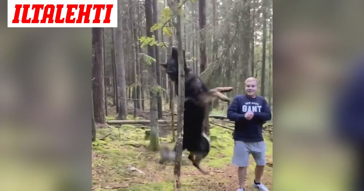 Koiranomistajien tuttu pulma: Koira haluaa isoimman kepin