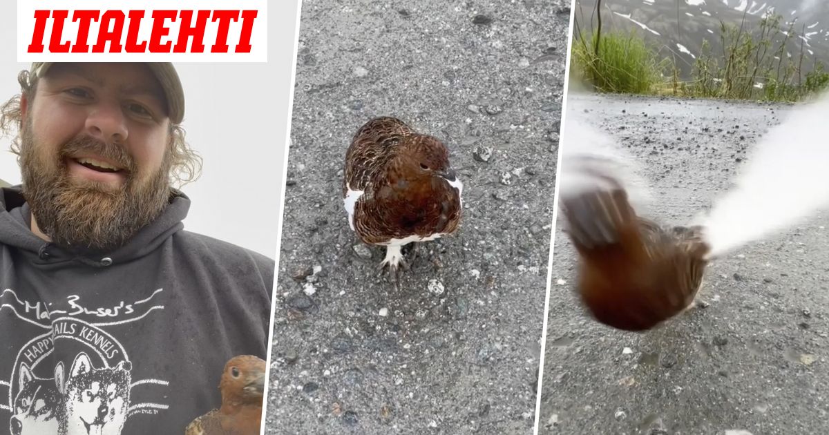 Riekko ihastui alaskalaismiehen autoon