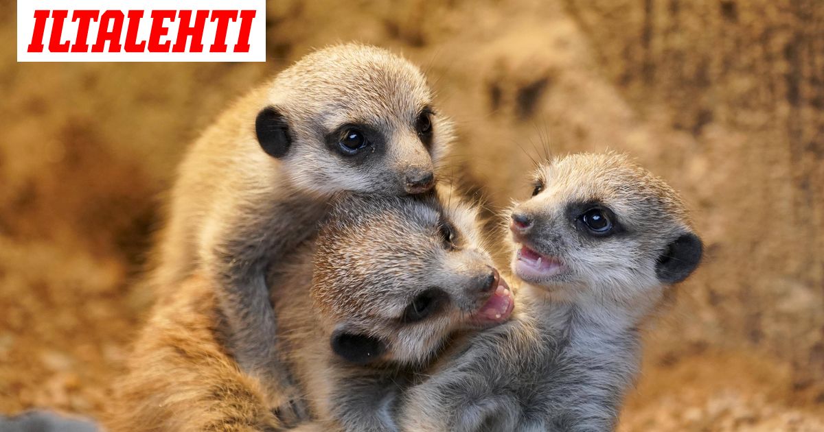 Ujo mangusti yritti piiloutua kuvaajalta - hauska kuvasarja