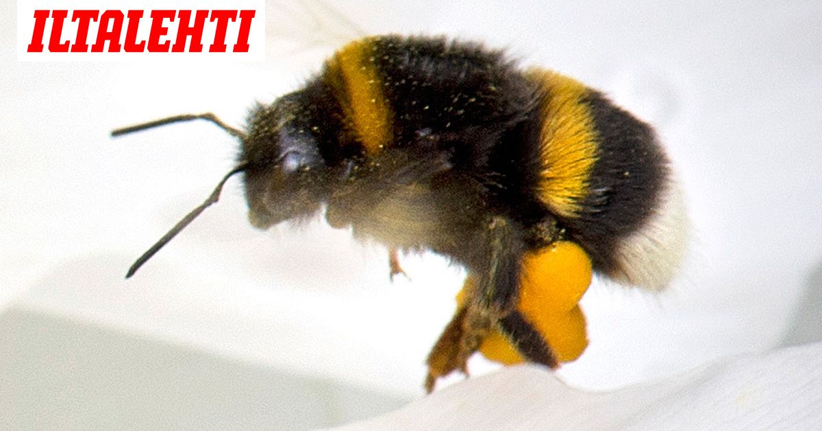 Kimalaiset, kyyt ja kekomuurahaiset heräilevät kevääseen