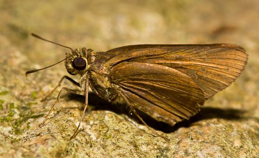 Päiväkausien piina: Karmiva surina miehen korvassa loppui vasta sairaalassa