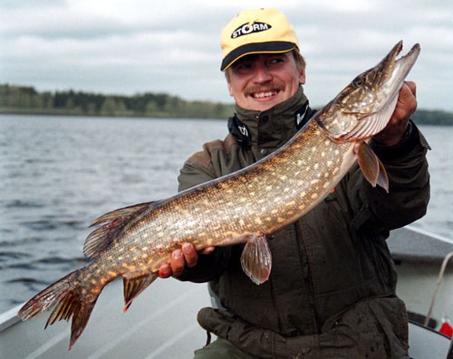 Suomessa elää maailmalla himoittu kala - hauki!