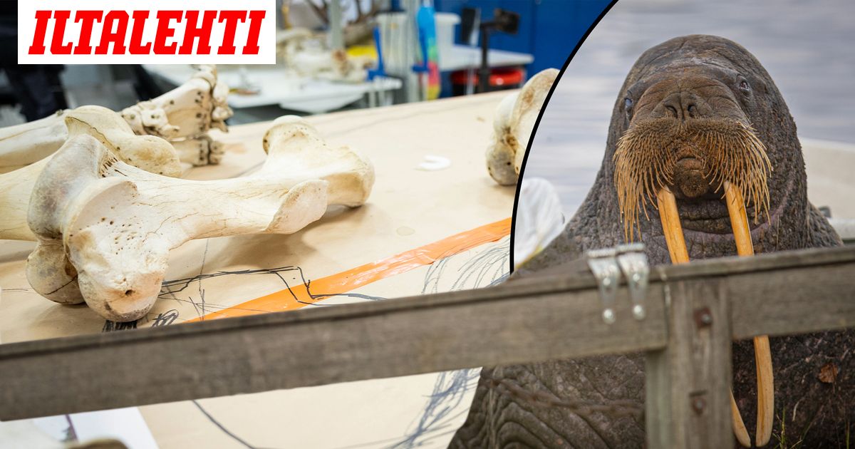 Haminan mursu: missä se on nyt?