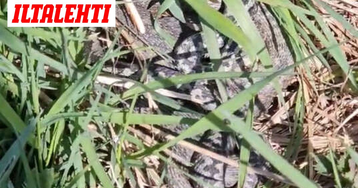 Kyyt liikkuvat juuri nyt – Toimi näin, jos haluat pitää käärmeet poissa ...