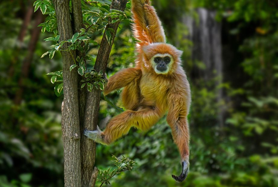 Yksin häkissään elänyt apina sai poikasen Japanissa