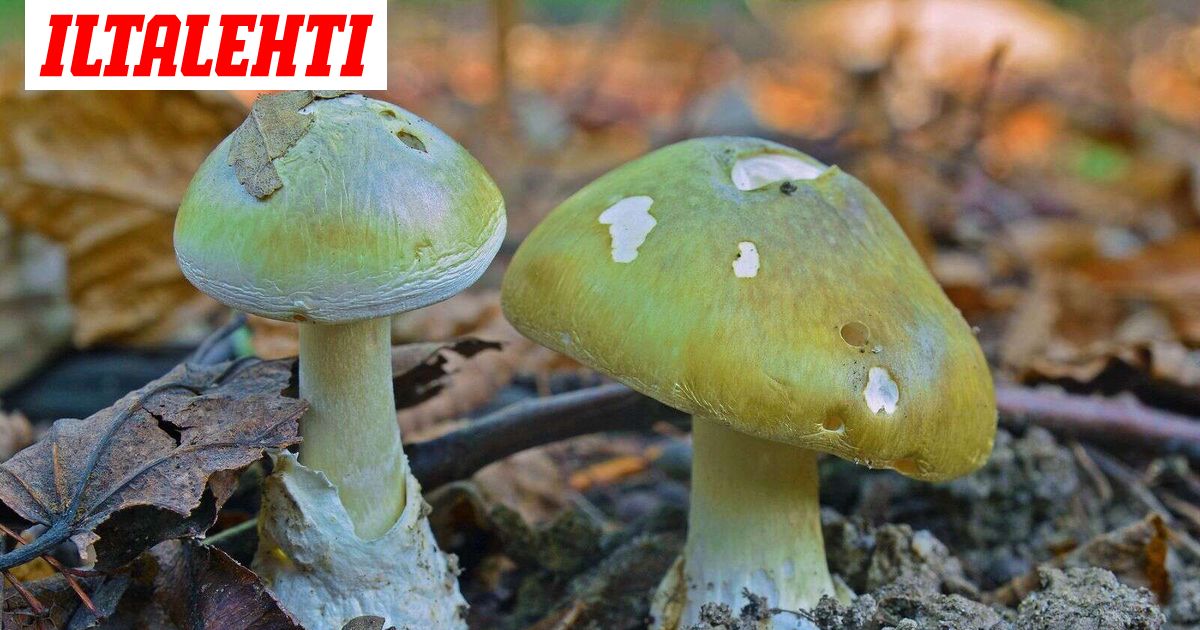 Suomessa kasvaa erittäin myrkyllinen sieni – Näin tunnistat