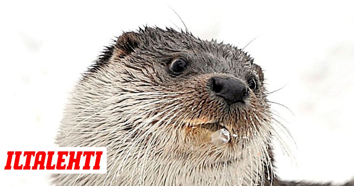 10 faktaa saukoista