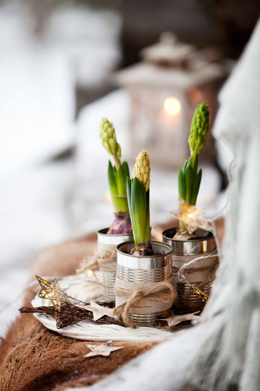 Joulukukat: tällaisia ovat perinteisistä poikkeavat joulukukat nyt