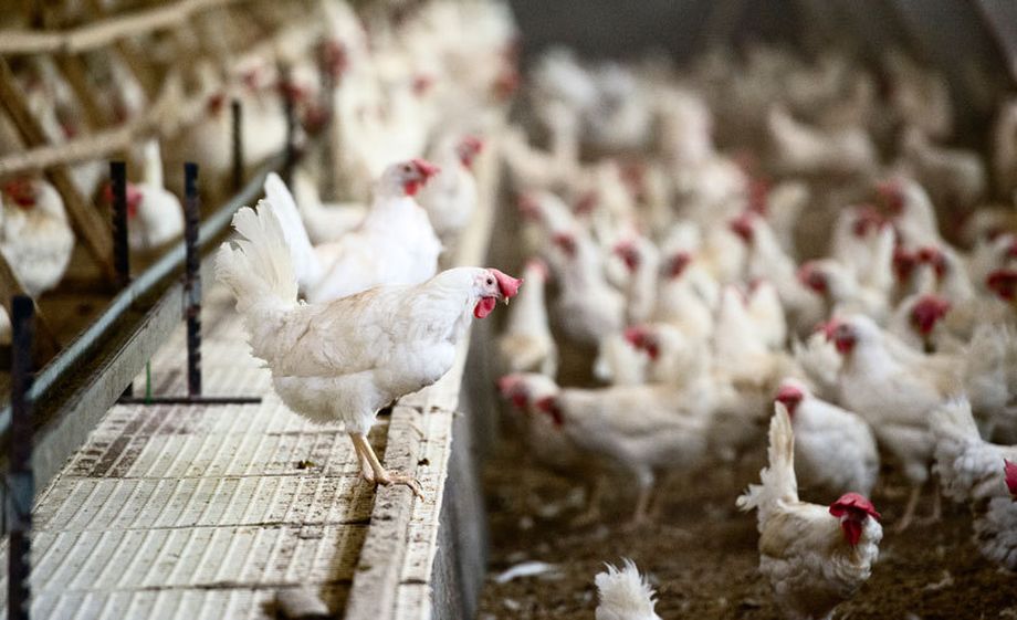 Onko luomu todella luomua? Näin saat sen selville