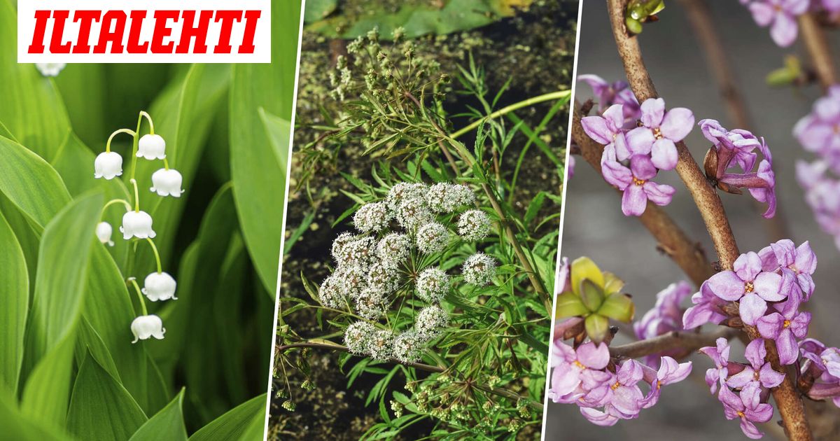 Nämä kasvit voivat tappaa sinut – Kasvavat monien pihoilla