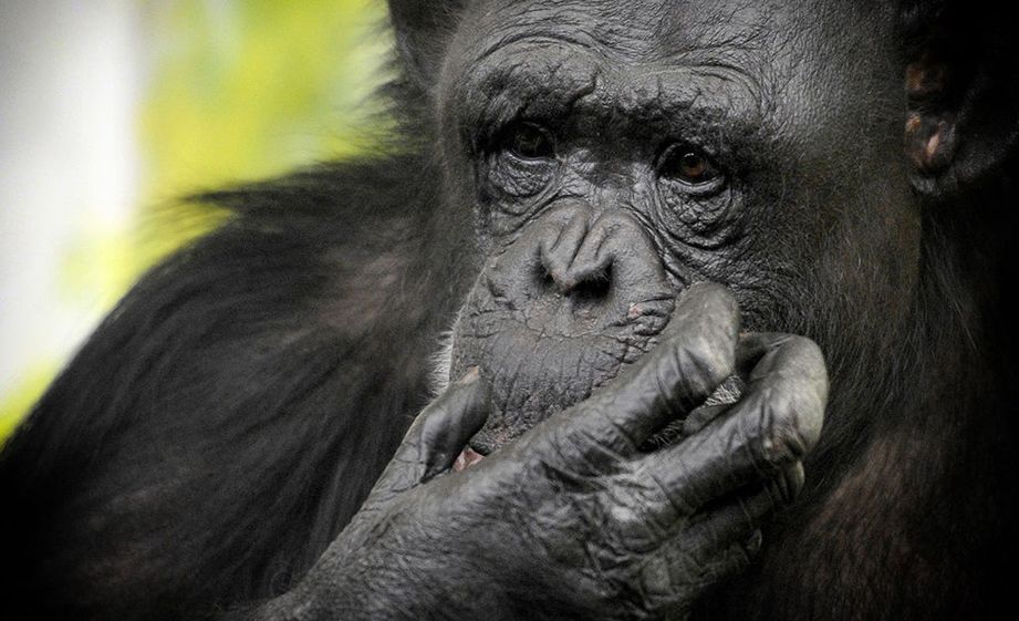 59-vuotias simpanssi kieltäytyi syömästä - vanhan, rakkaan hoitajan ...