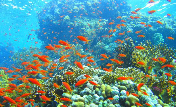 Kirkas vesi ja halvat hinnat: Punaisenmeren parhaat rantakohteet