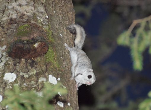 Länsiväylä: Espoossa kaadettiin puita, jotta liito-orava ei pääsisi ...