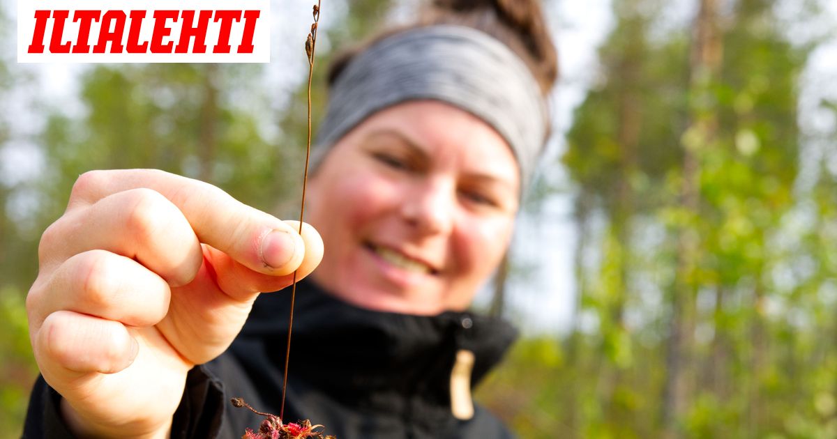 Kihokki, poimimalla jopa 10 000 euron tili