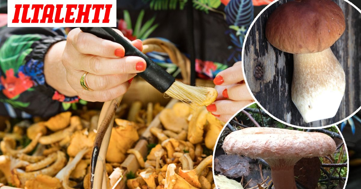 Sienten terveysvaikutukset: kantarellit, tatit ja rouskut