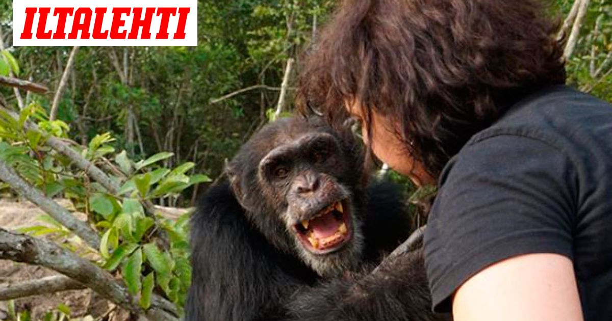 Simpanssi oli yksin vuosia - koskettava kohtaaminen uuden ihmisen kanssa