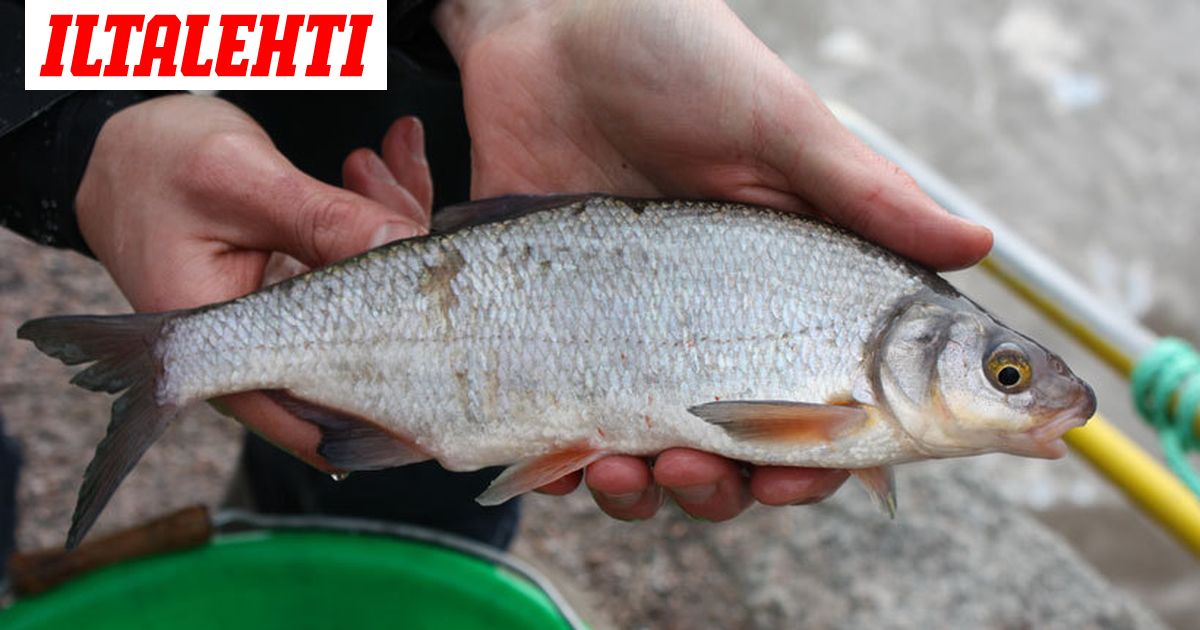 Päivän kala: vimpa