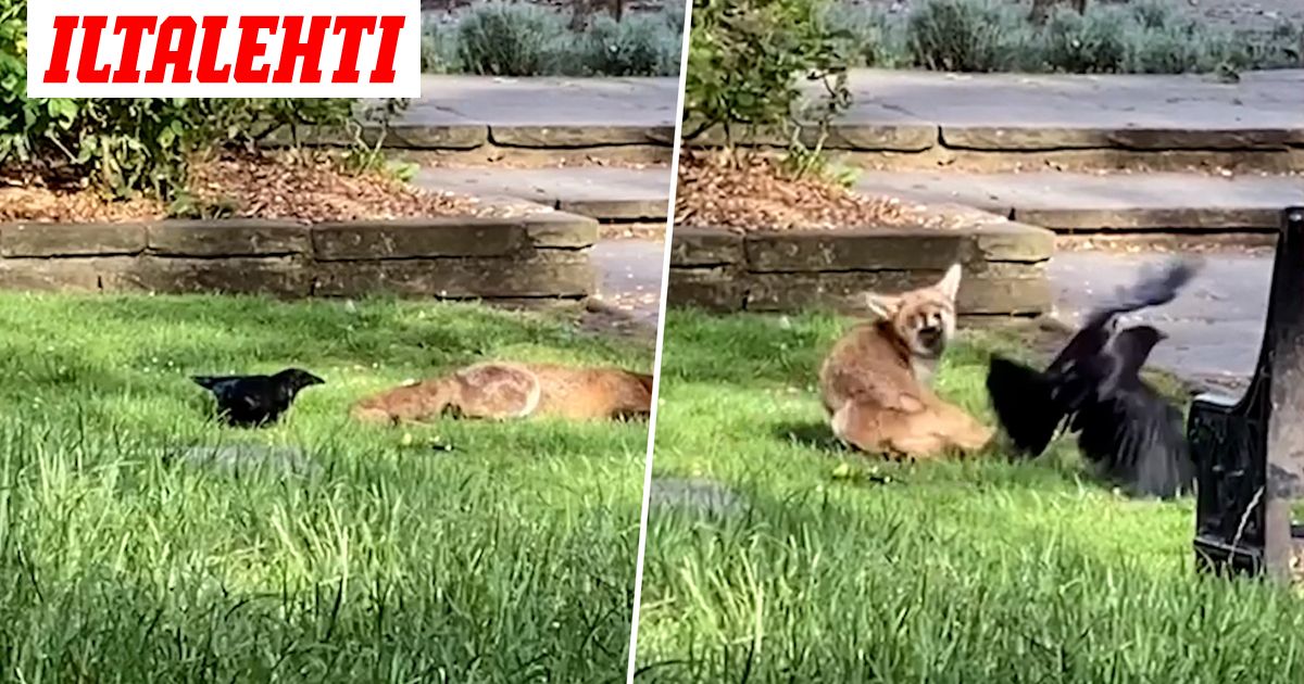 Englanti: Varis häiritsi ketun auringonottoa