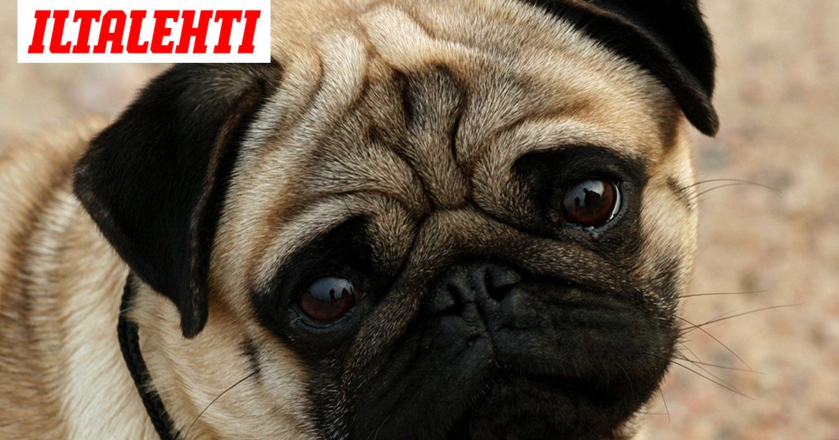 Mopsi rakastaa omistajaansa - ei malta olla erossa edes omistajan ...