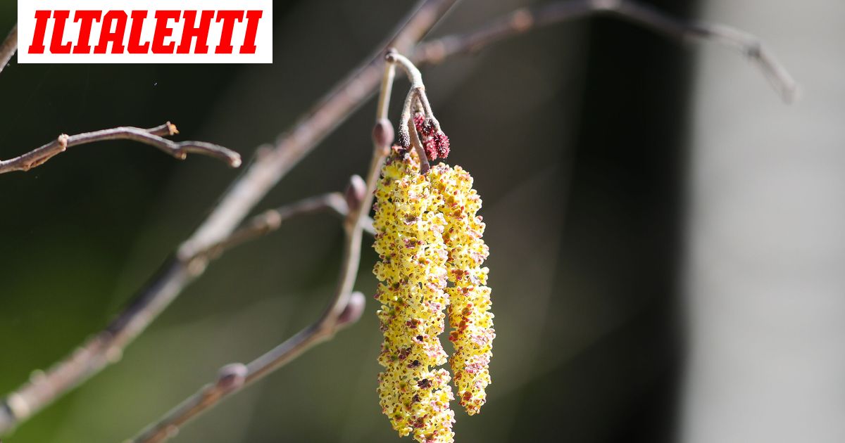 Seuraavat puoli vuotta aivastellaan