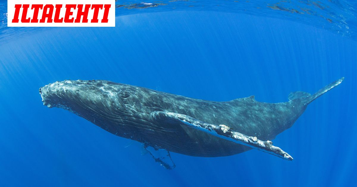 The Sex Of Humpback Whales Was Captured In Pictures For The First Time