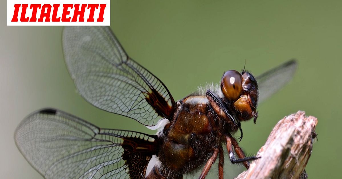 Tero tallensi sudenkorennon ruokailuhetken – tätä lähemmäs on vaikea päästä