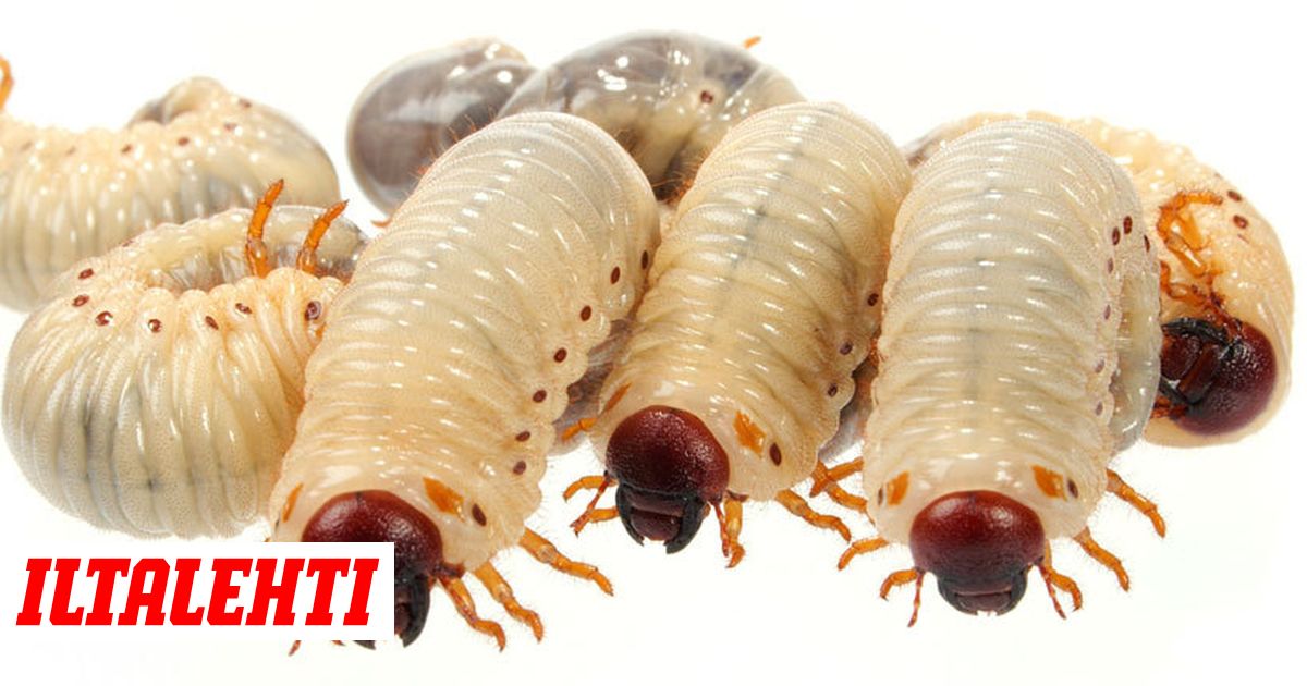 Päänsärylle löytyi kammottava syy: Toukkia päässä