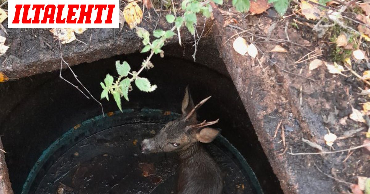 Palokunta pelasti kauriin likakaivosta Vantaalla